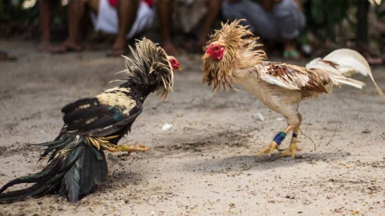 Top 10 Best Gamefowl Breed for Cockfighting